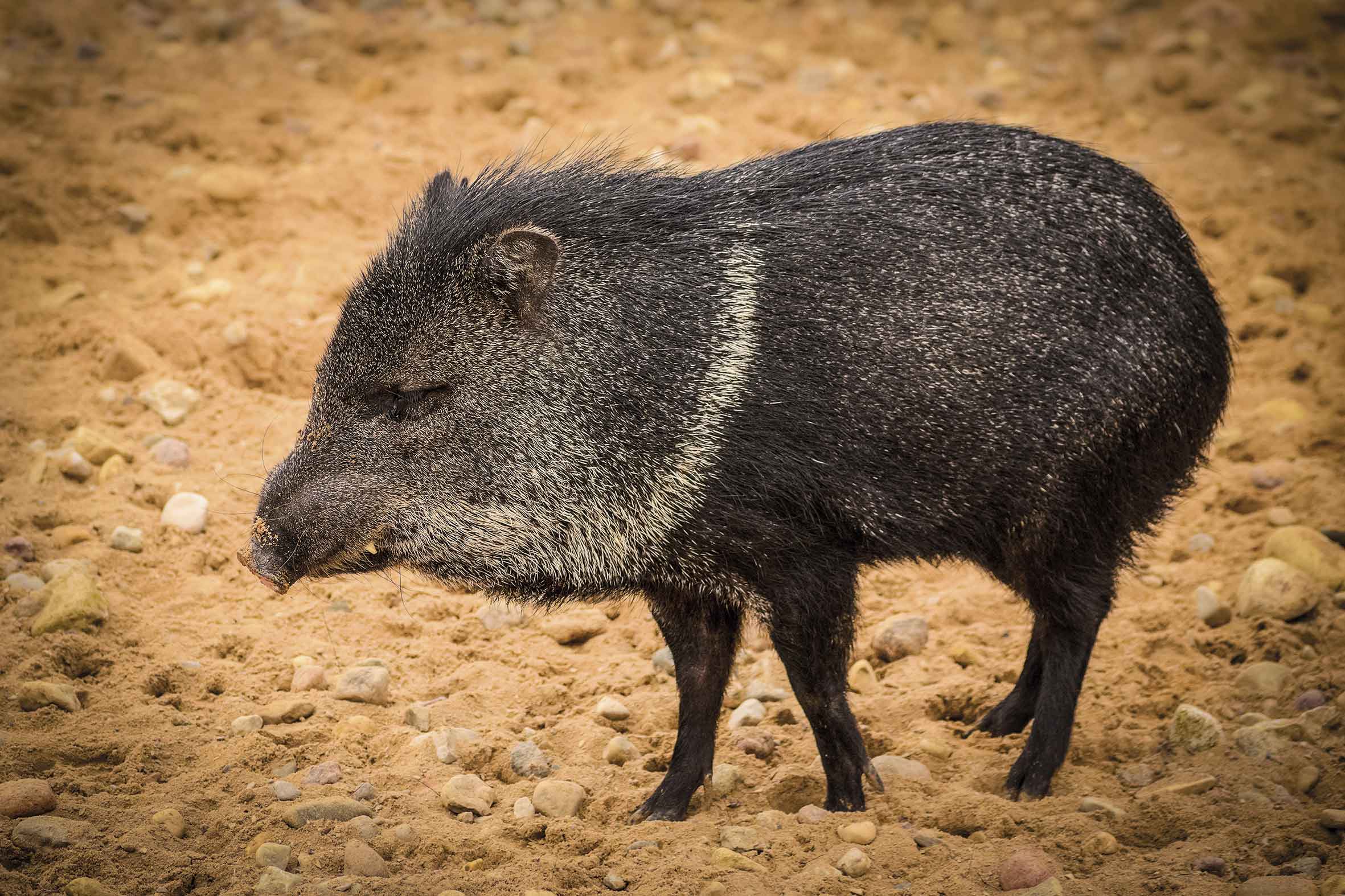 Cateto - Instituto Brasil a Gosto